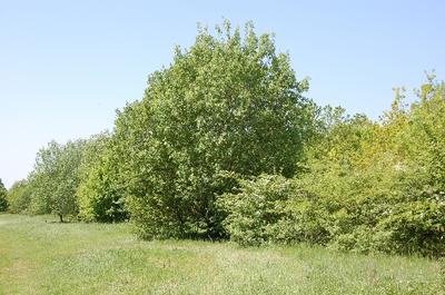 Evening nature walk & campfire gathering at Dean Common with Wychwood ...